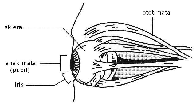 Sains 1 2 3: Deria Penglihatan