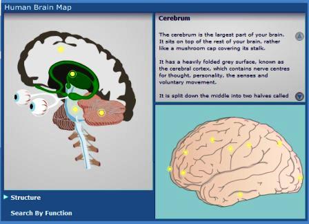 Mappa Interattiva Del Cervello Umano - Scientificando