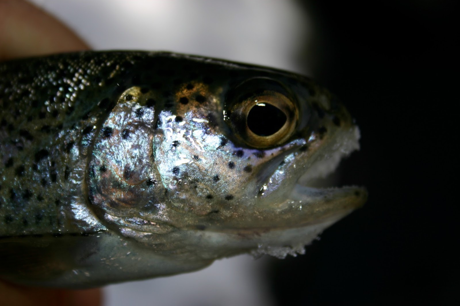 In Search of Wild Trout ~ ~ ~ ~ ~ ~ ~ ~ ~ > : Essential Guide to ...