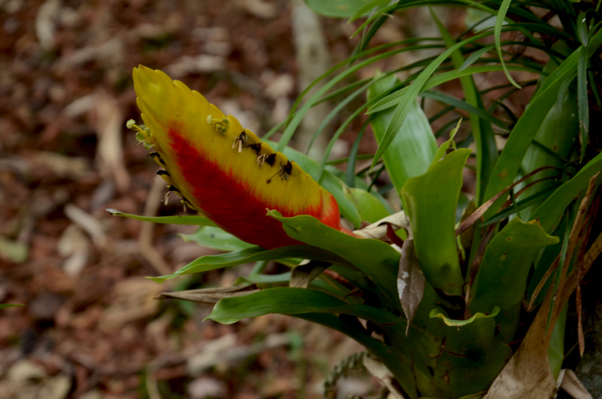 orlando graeff escreveu: PLANTAS DO JARDIM FITOGEOGRÁFICO – VRIESEA INFLATA