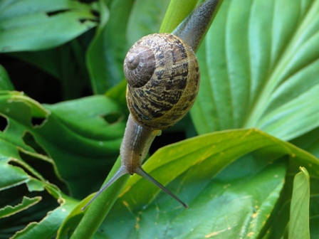 Cement tegen onkruid: Hosta en slakken