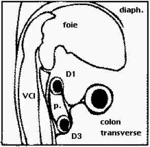 TechnoKiné: Duodénum