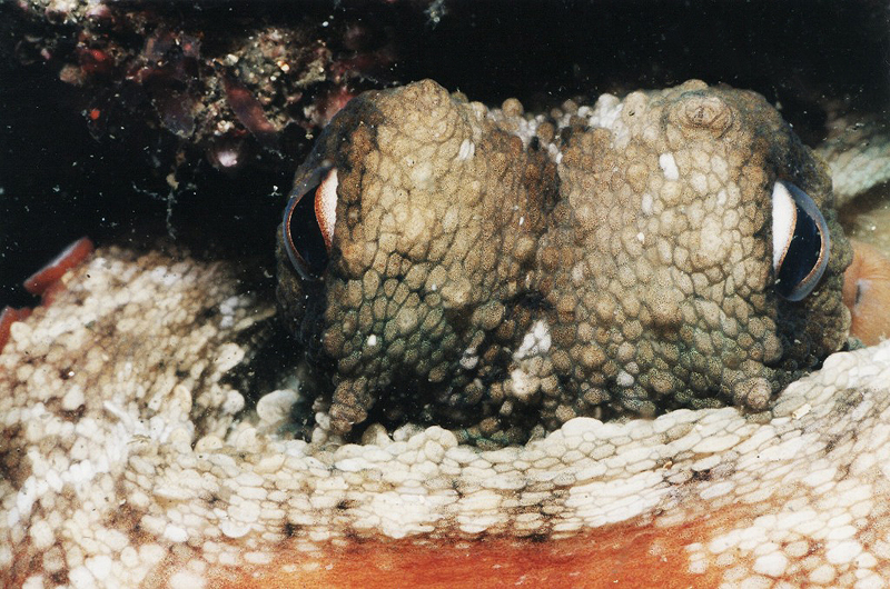 AQUATICHYK: SYDNEY COMMON OCTOPUS / Octopus tetricus