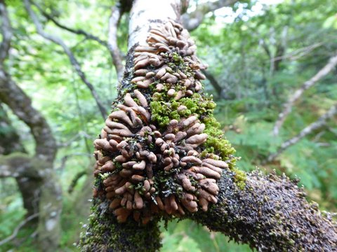 Fungiworld: Hypocreopsis rhododendri - Hazel Glove Fungus