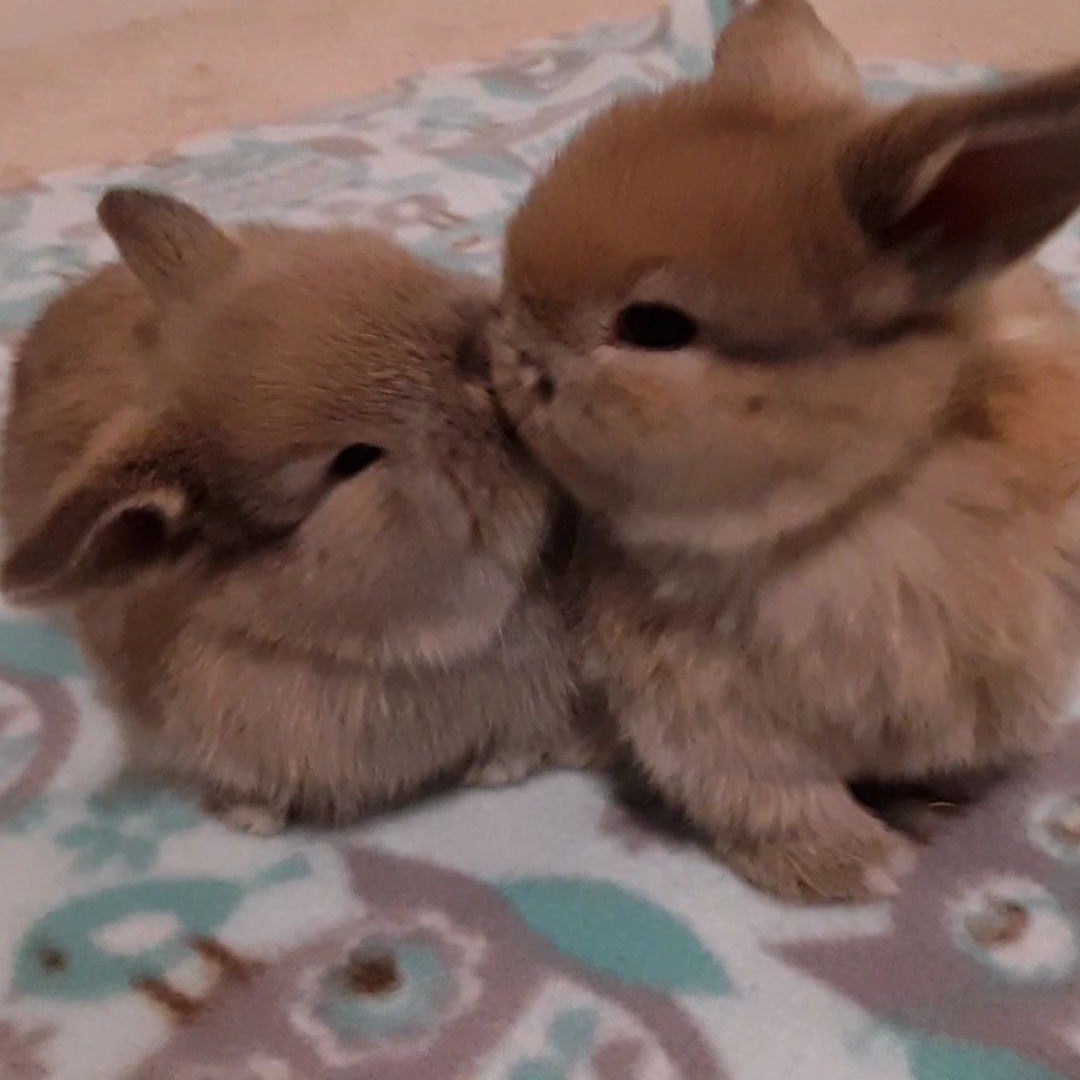 Ladera Lops Rabbitry: Bunny Basics