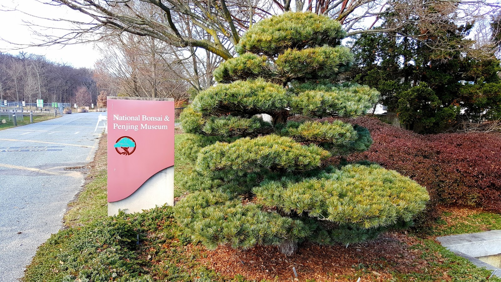 Bonsai-misadventures: The bonsai and penjing Museum at the National ...