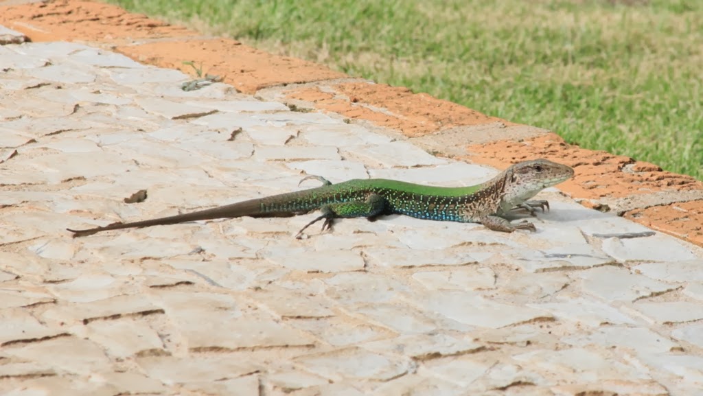 Bonito - MS / BRASIL: lagarto verde jardim (ameiva ameiva) / Bonito - MS