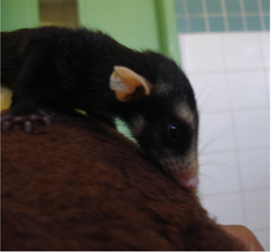 DIÁRIO DO CETAS: OLHOS DE SARUÊ