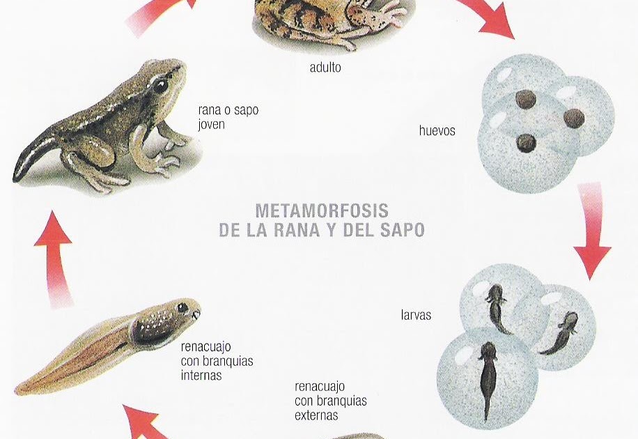 Los animales: LOS RENACUAJOS