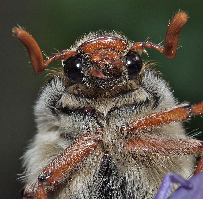 CABINET OF CURIOSITIES: May-bug (in June)