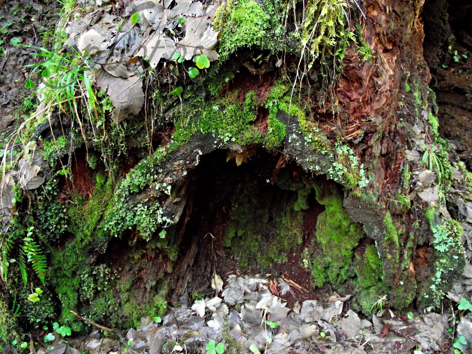 Photos by Jan: Triangle Lake, Oregon and Further Adventures