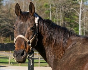 North Horse: Olympic Updates, Tevis & the Winning Loser