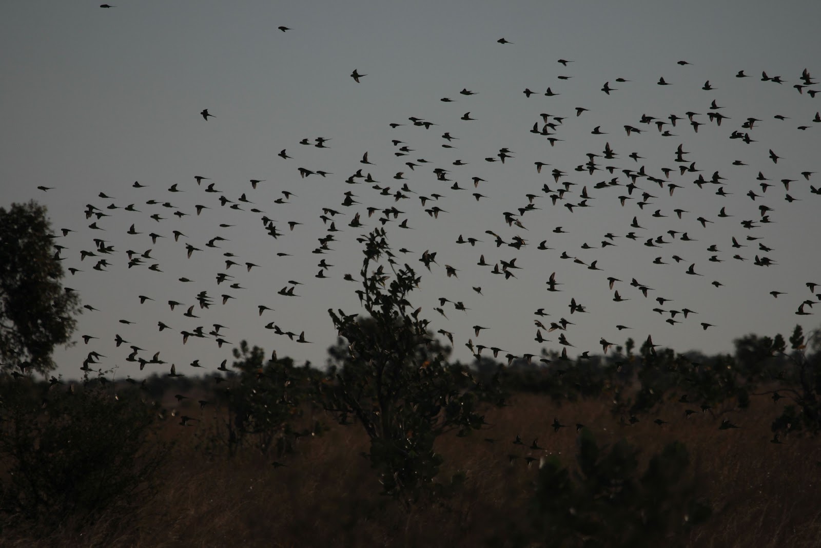 Richard Waring's Birds of Australia: Budgies, Budgies everywhere