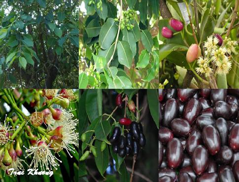 Vuon Duoc Thao: Cây Trâm - Jamblon - Jamelonier