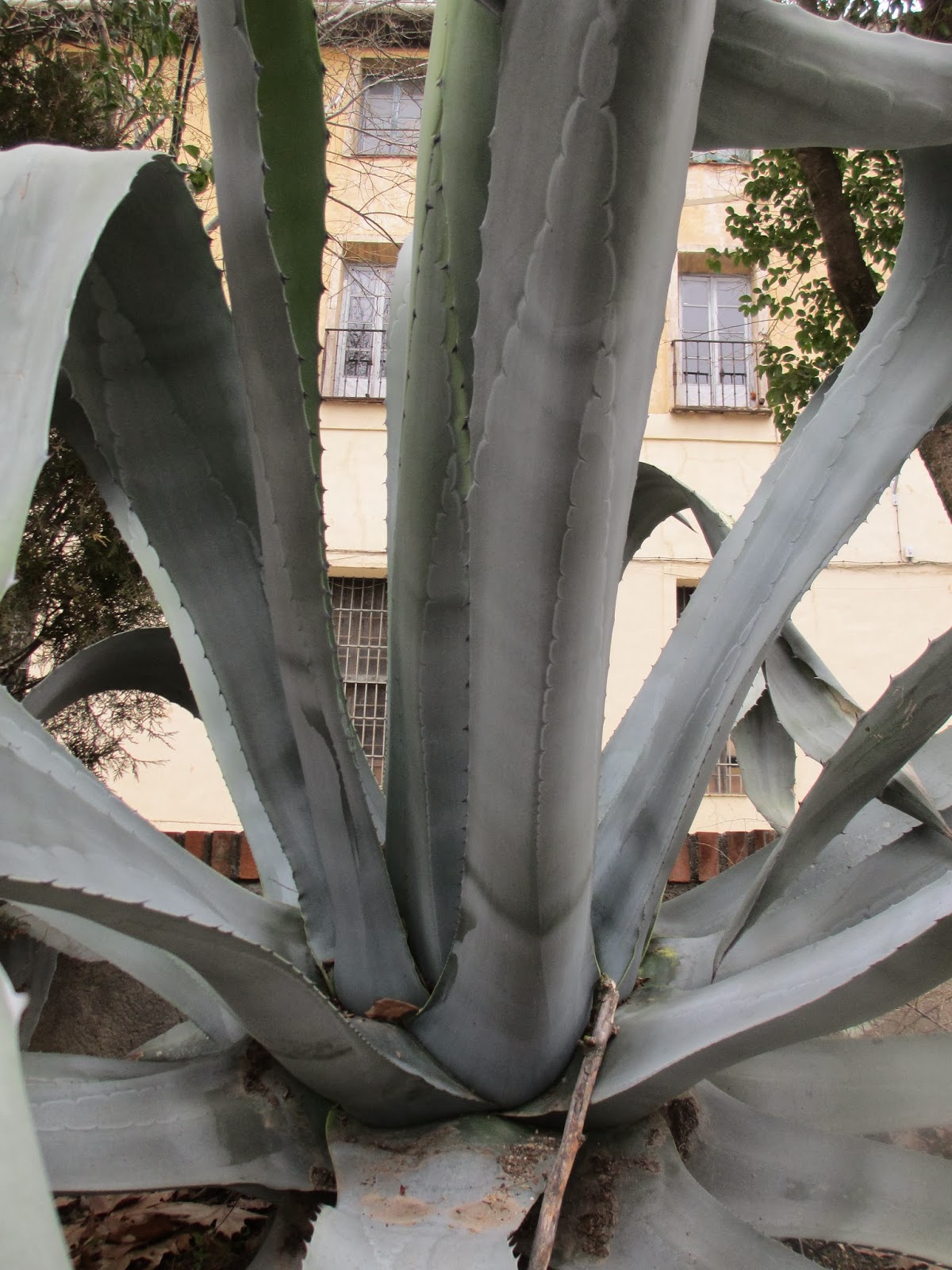 La Mar de VeRde: AGAVE TEQUILANA O AGAVE AZUL