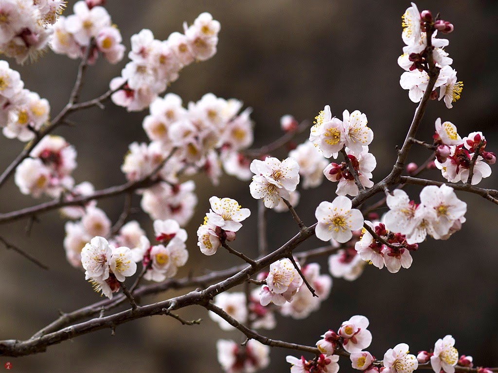 FROM THE GARDEN OF ZEN: Ume (Japanese apricot) blossoms: Tokei-ji