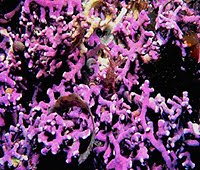 eyebrow hair loss: Lithothamnium (lithothamnium calcareum)