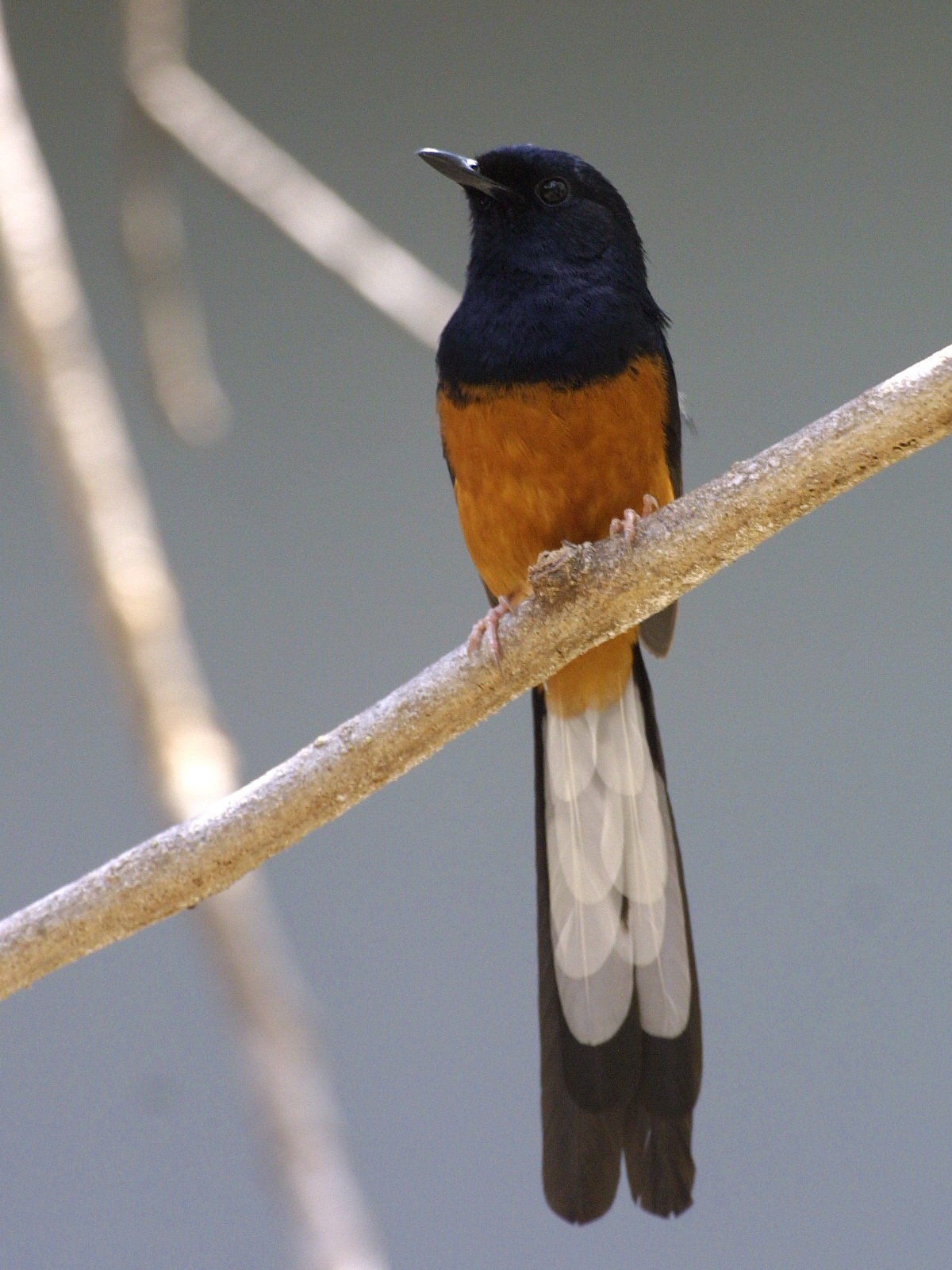 Burung Murai Batu - White Rumped Shama (Copsychus Malabaricus) - Ryan ...