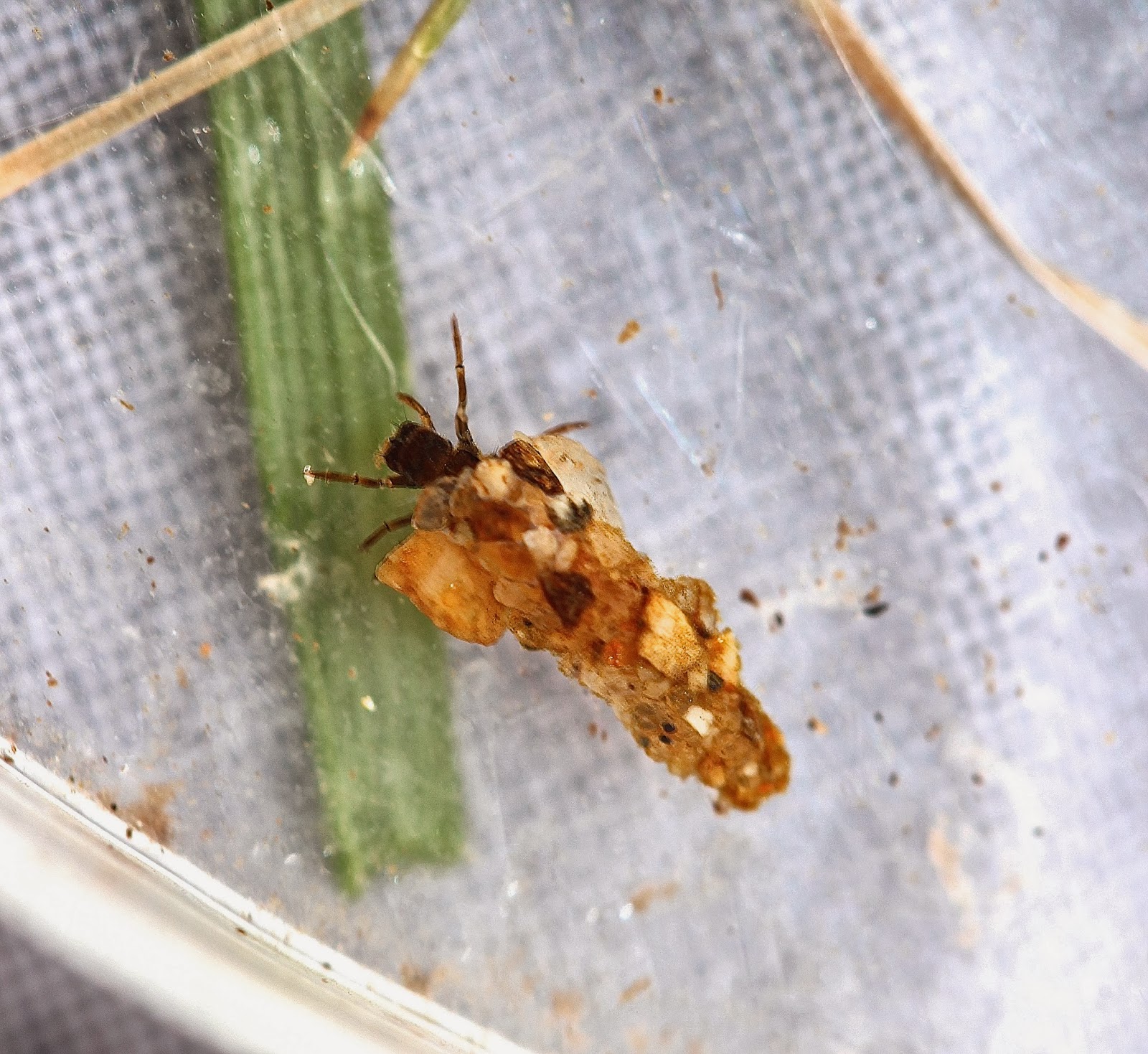 Aquatic Insects of Central Virginia: Exploring new water: the Patricia ...