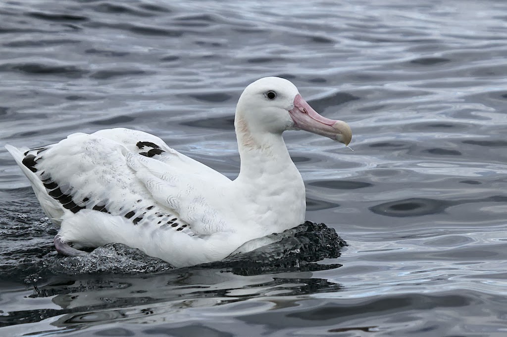 Jennifer Spry's Birding Blog: September 2013