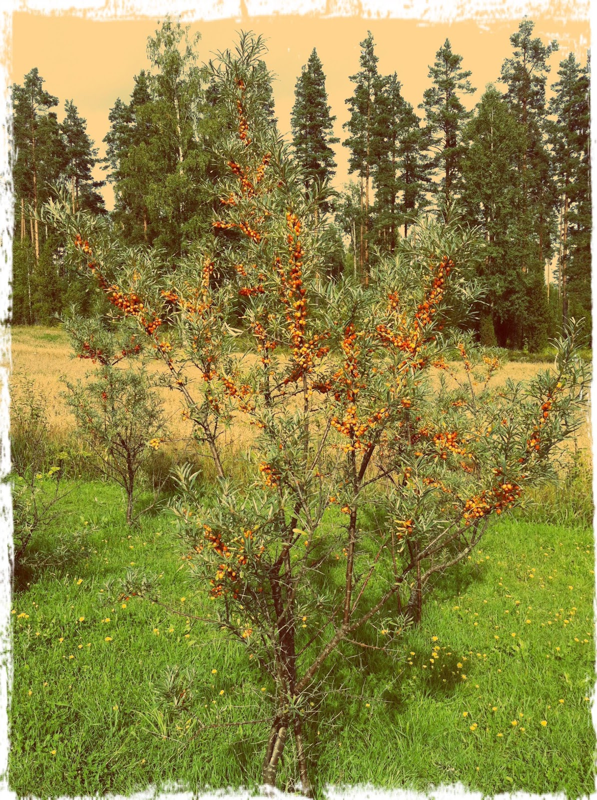 luomulifestyle: Tyrni