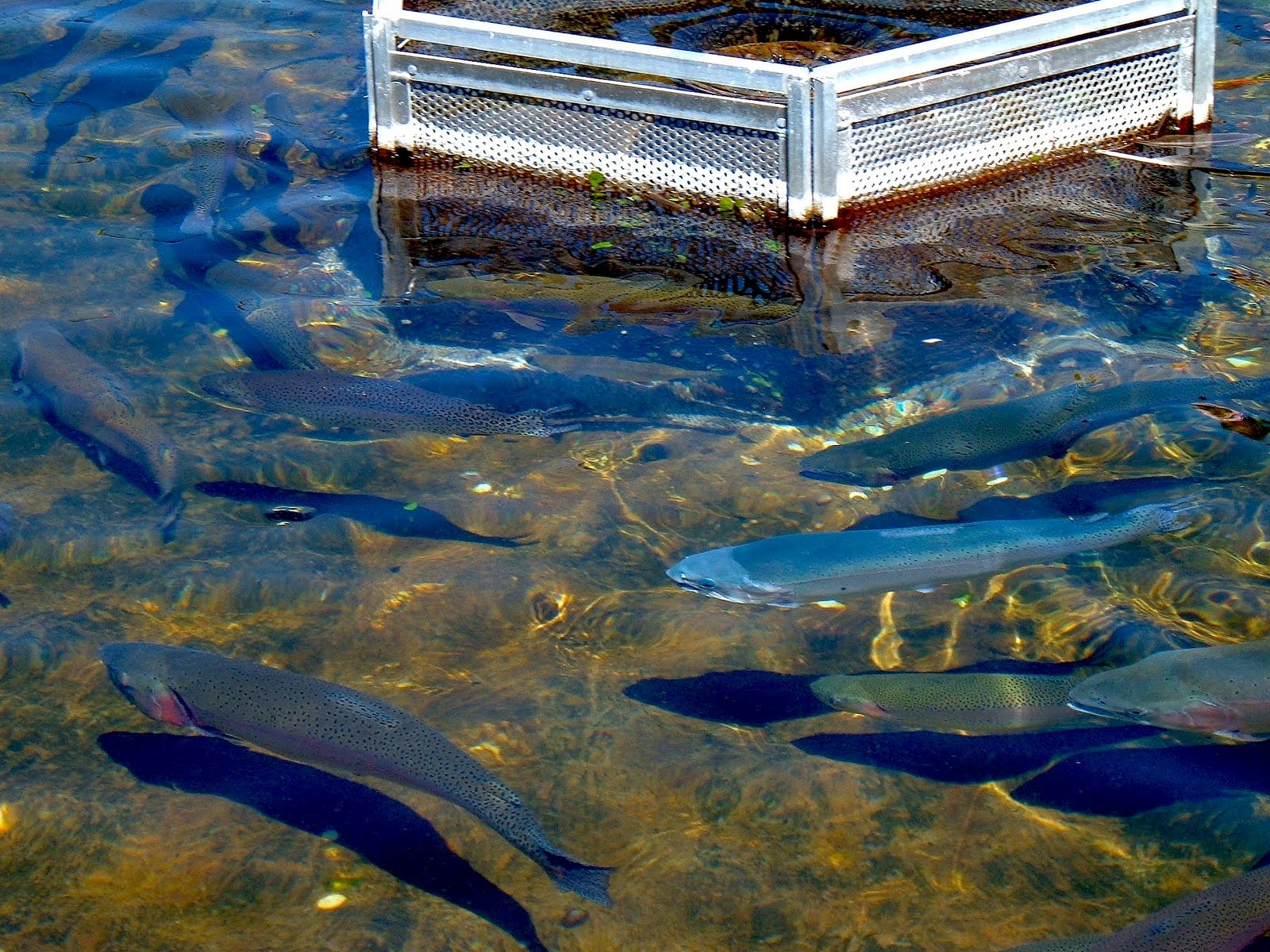 WonderlandShoppe: Ever Seen A Blue Trout