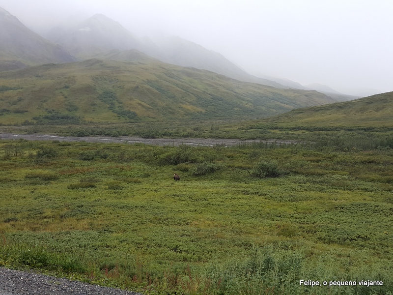 Denali National Park, no Alasca - como é o passeio de ônibus pelo ...
