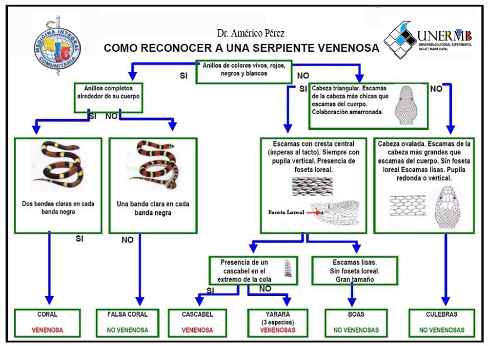 Ofidico: DIFERENCIAS ENTRE SERPIENTES VENENOSAS Y NO VENENOSAS