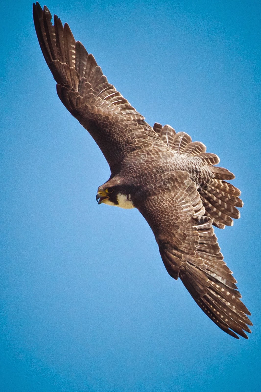 Feather Tailed Stories: Peregrine Falcon Chicks