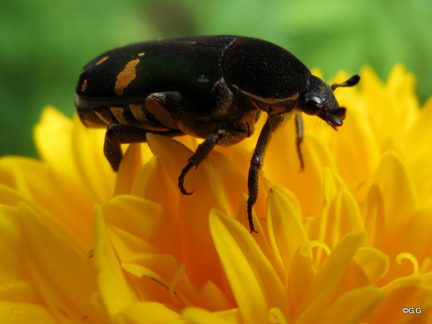 Nature Wonders Gershonized: Papua New Guinea collection of insects 9_2011