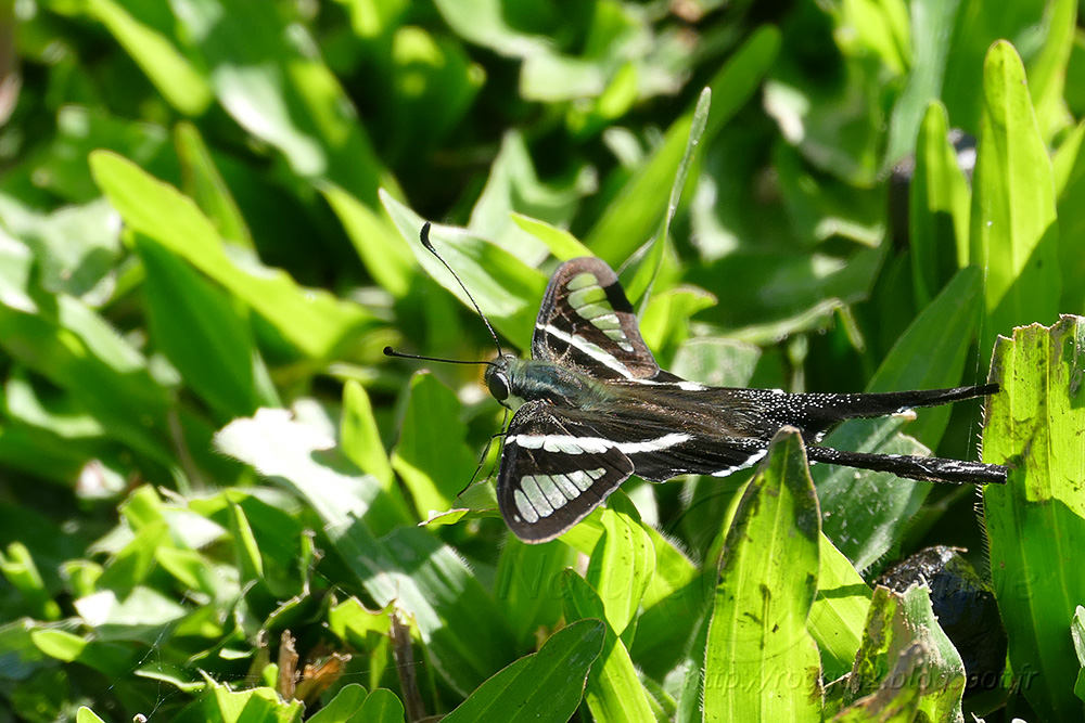 Photo Nature Lilliputienne (macrophotographies): Lamproptera meges ...