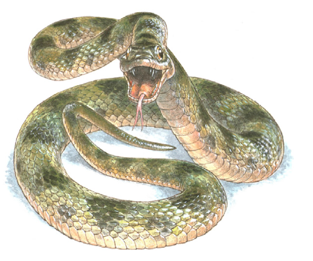 Life is short, but snakes are long: June 2016