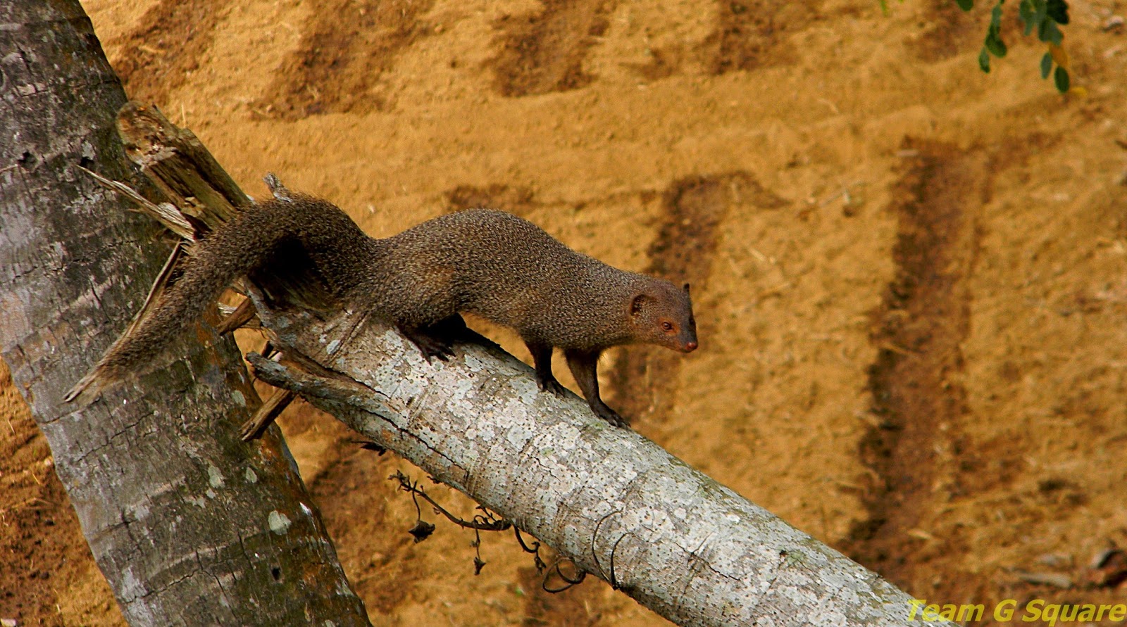 Team G Square: Indian Grey Mongoose