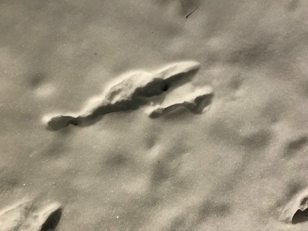 Phantoms and Monsters - Real Eyewitness Cryptid Encounter Reports