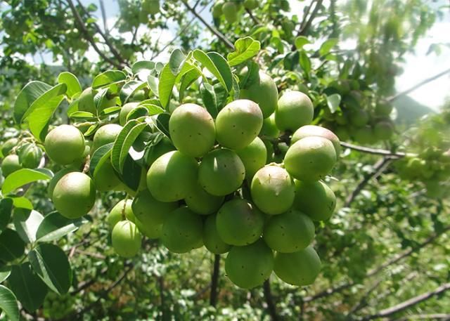 Umbu e outras frutas nativas são boas opções para agricultura familiar