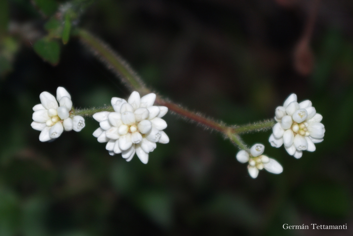 Argentina nativa: Catay amargo (Polygonum stelligerum)