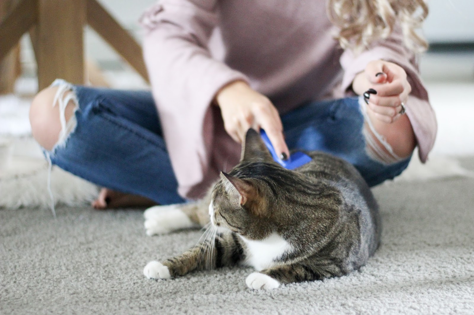 THREE WAYS TO SPOIL YOUR KITTY | A Classy Fashionista