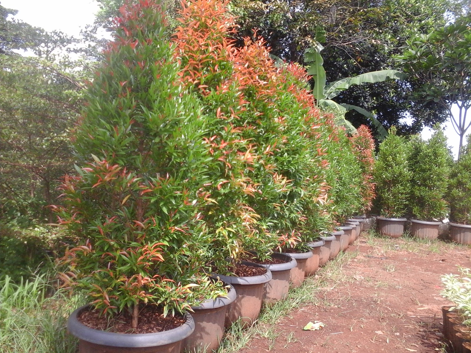 Jual Pohon Pucuk Merah | Supplier Pohon Pucuk Merah | Tukang Pohon ...