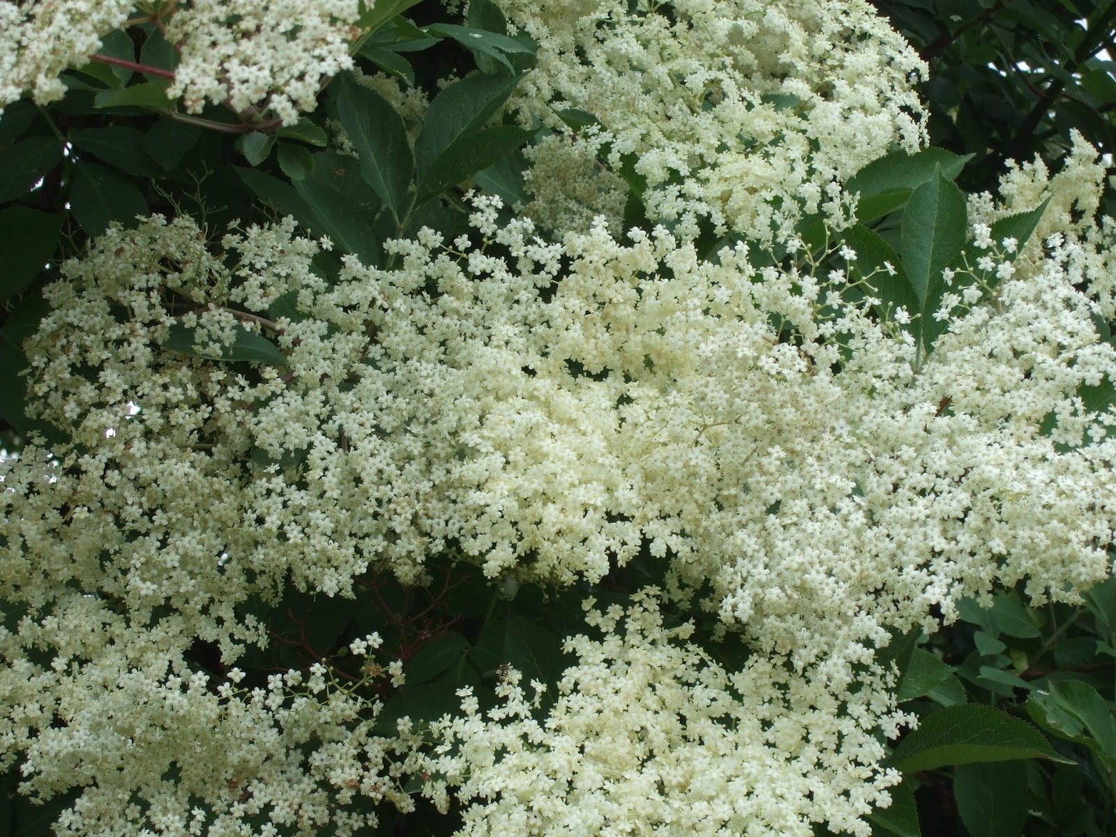 Linden Grove: Elderflower