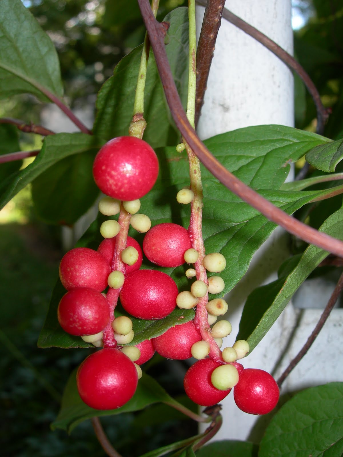 The Phytophactor: Friday Fabulous Flower - Basal Angiosperm Flower at ...