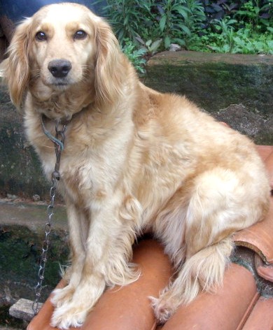 Adote, Não Compre!: ADOTADA EM 25/10/2015!!! LINDA COCKER