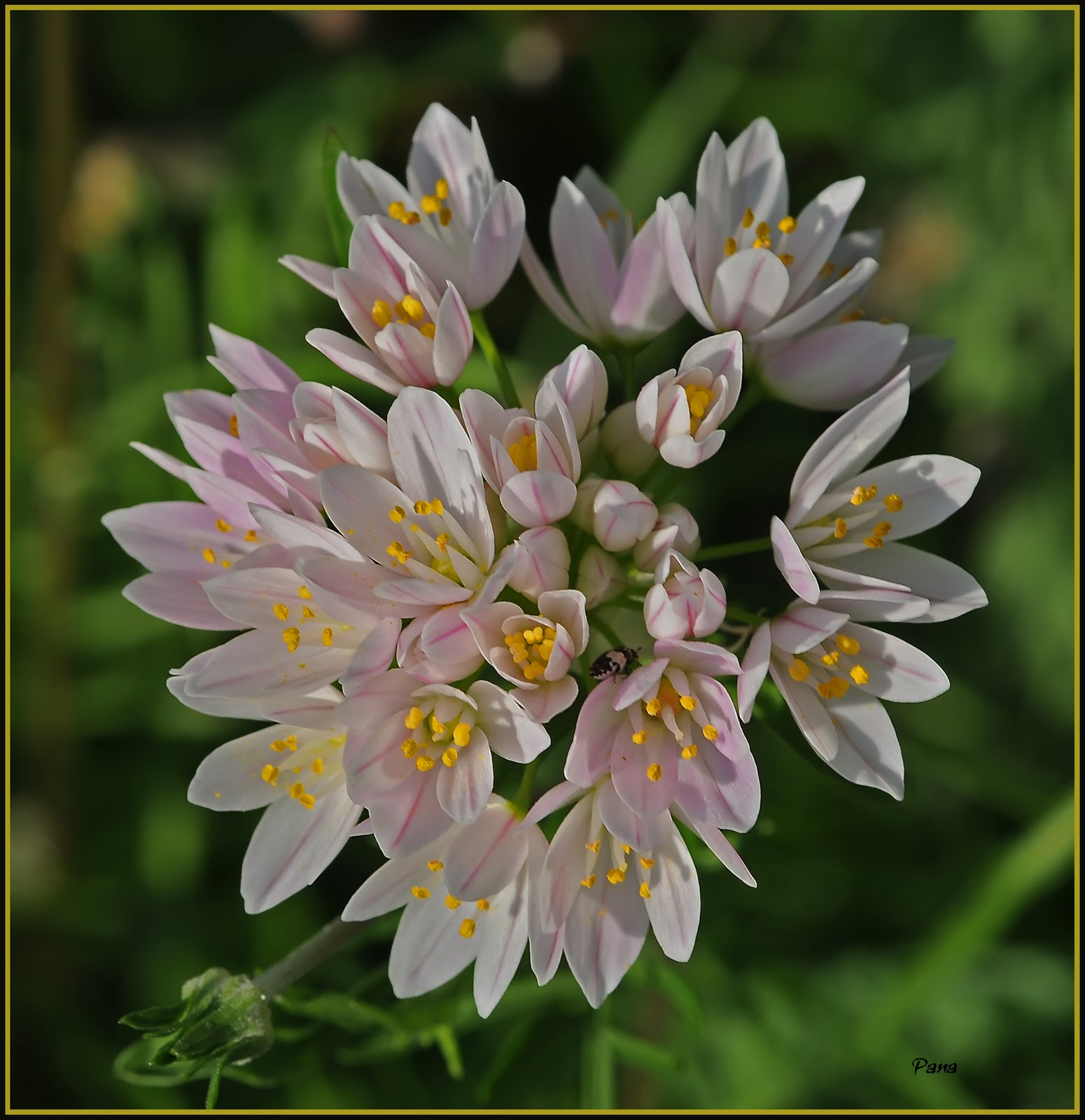 Pana - Lo que el ojo no ve: Las Flores