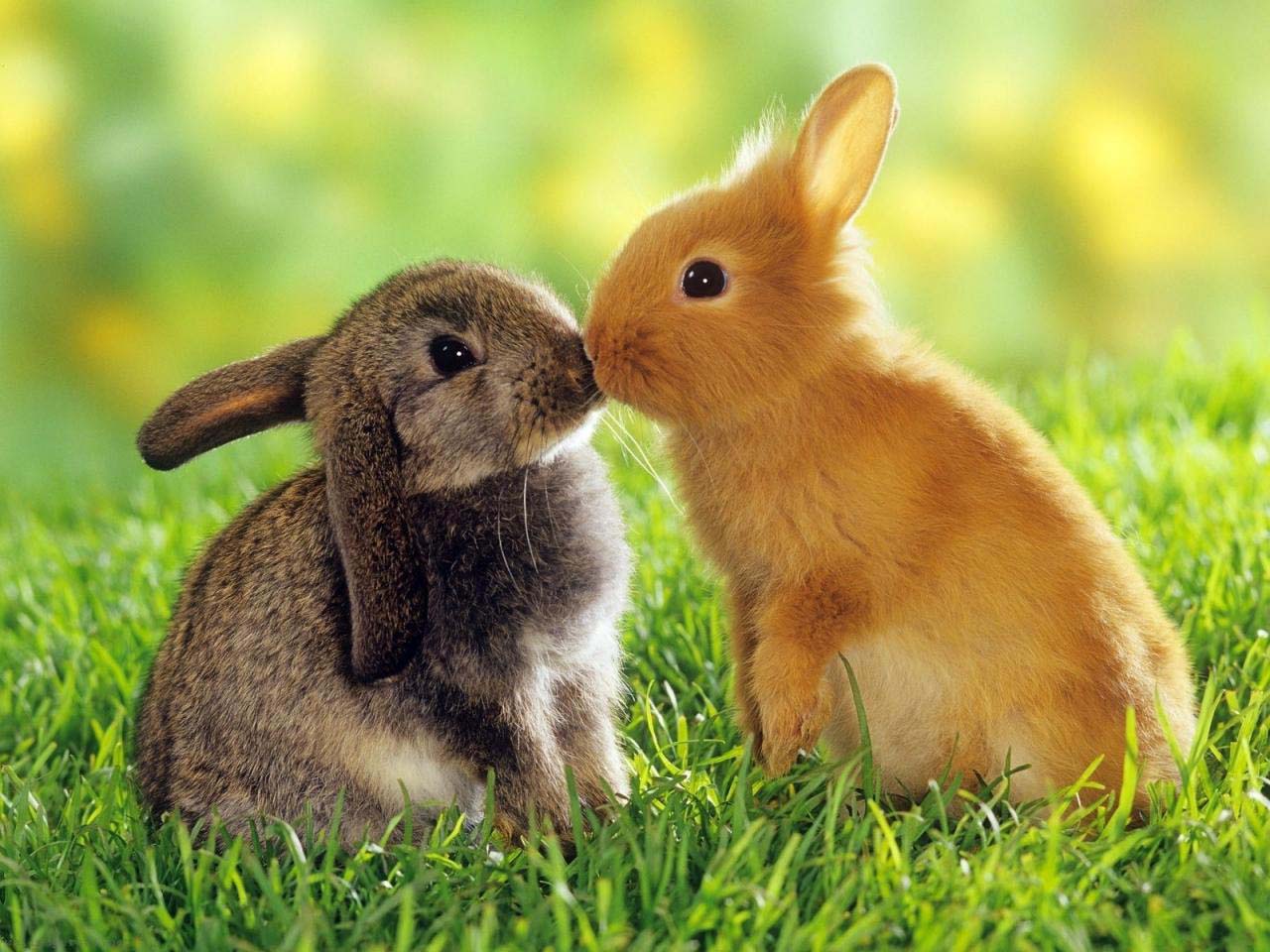 Free HD Wallpapers: Lovely cute awesome rabbit images