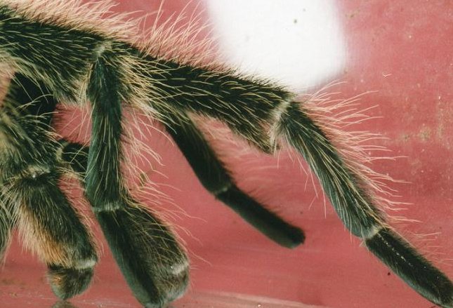 TARANTULAS: Alive And Up Close: Anatomical Details