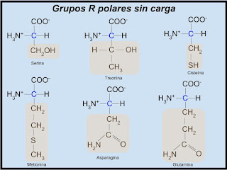 Química Sexto: Clasificación de los aminoácidos según el grupo R