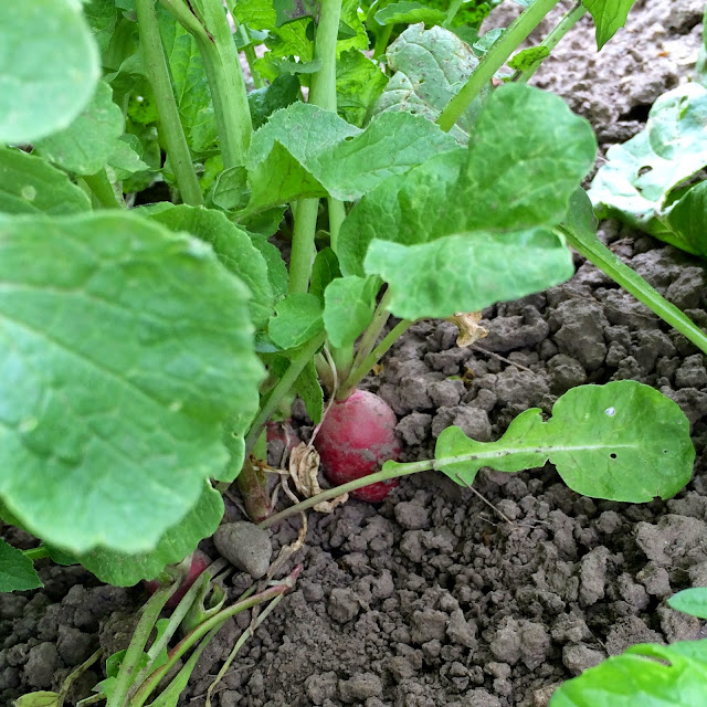 Blog Bites: The Totally Rad Radish