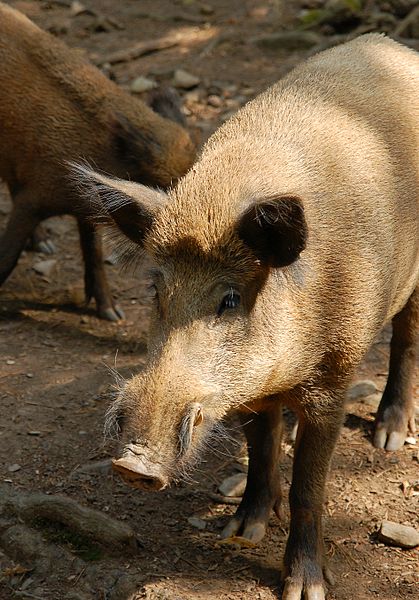 Thegns of Mercia: The Boar