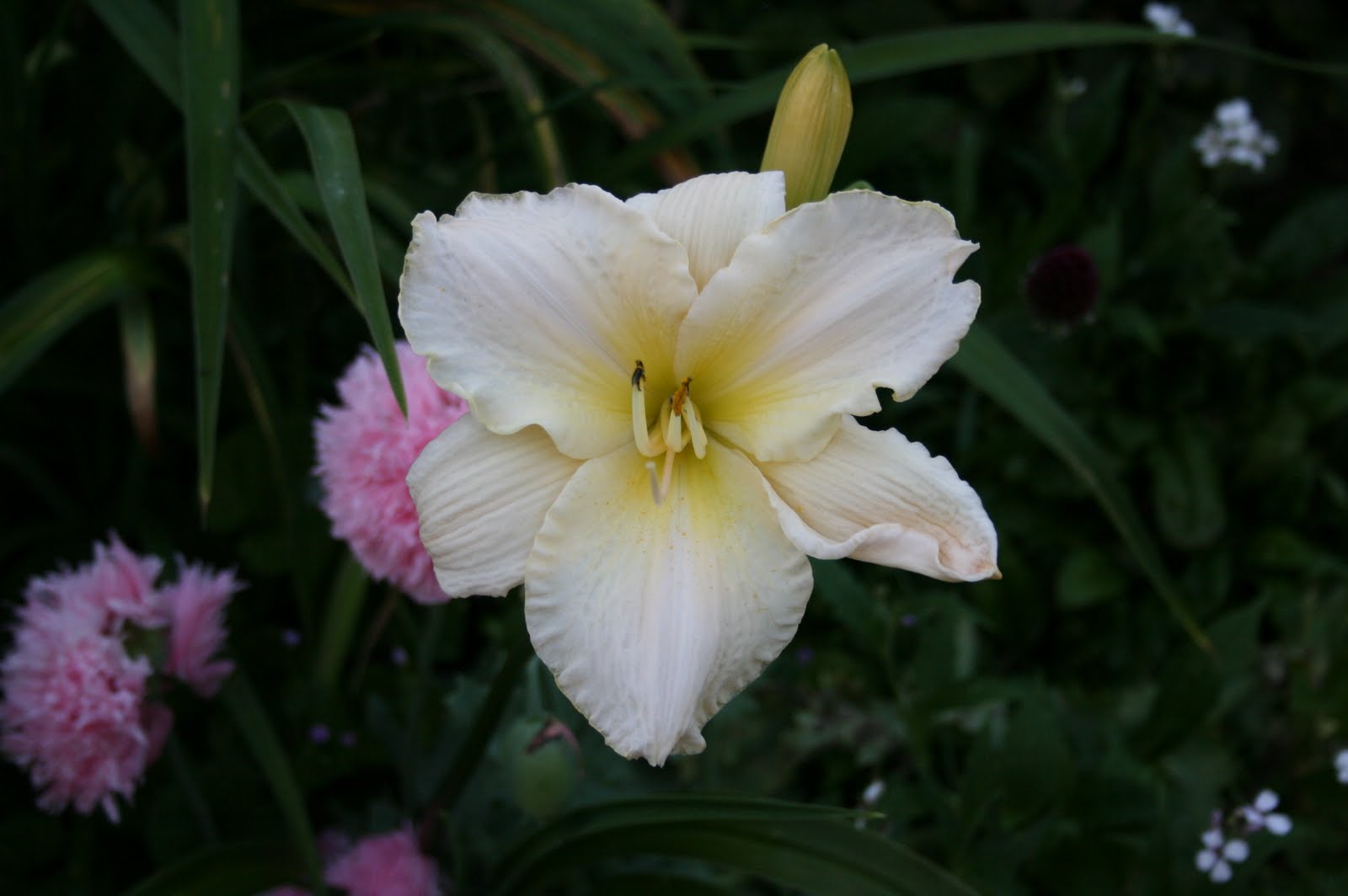 Hanne i haven: Daglilje - lilje-tid, også gult og orange.