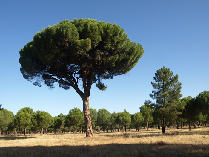 Blog Pedrajas.net: UN PINO SINGULAR