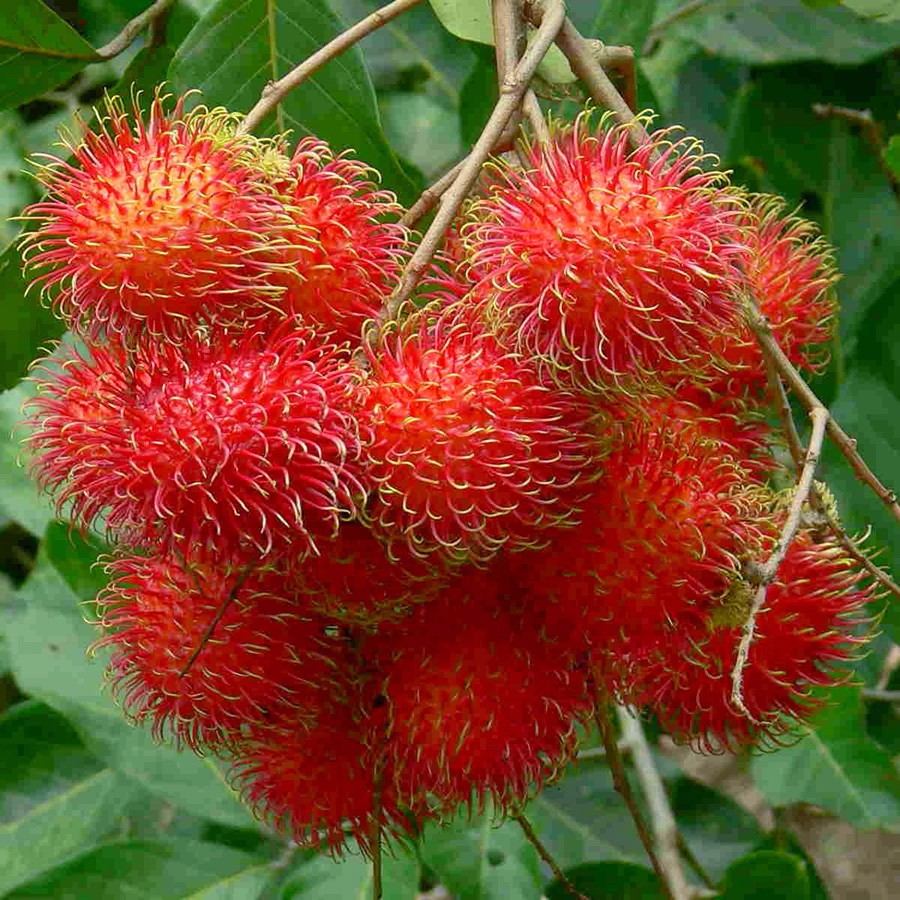 14 Amazing Health Benefits of Rambutan Nephelium Lappaceum